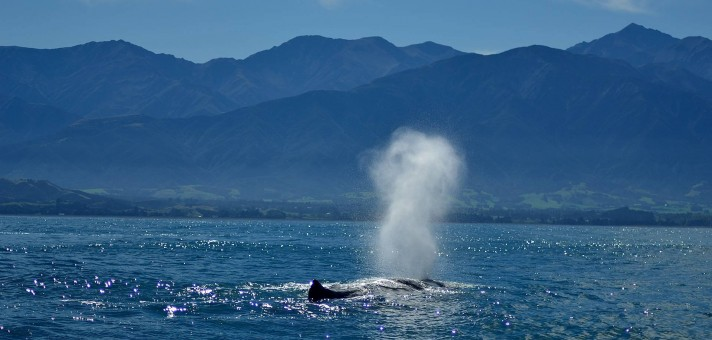 【全网价优保障⚡️】 凯库拉观鲸 Whale Watch Kaikoura 近距离观鲸，95%以上成功观鲸概率 - 欣美途旅游网